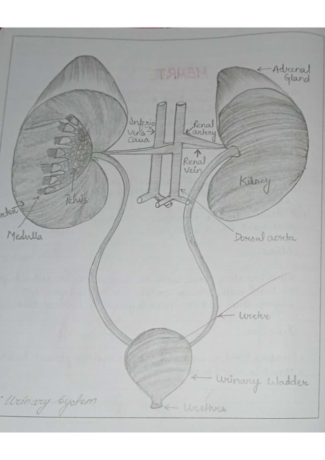 Anatomy practical copy | PDF