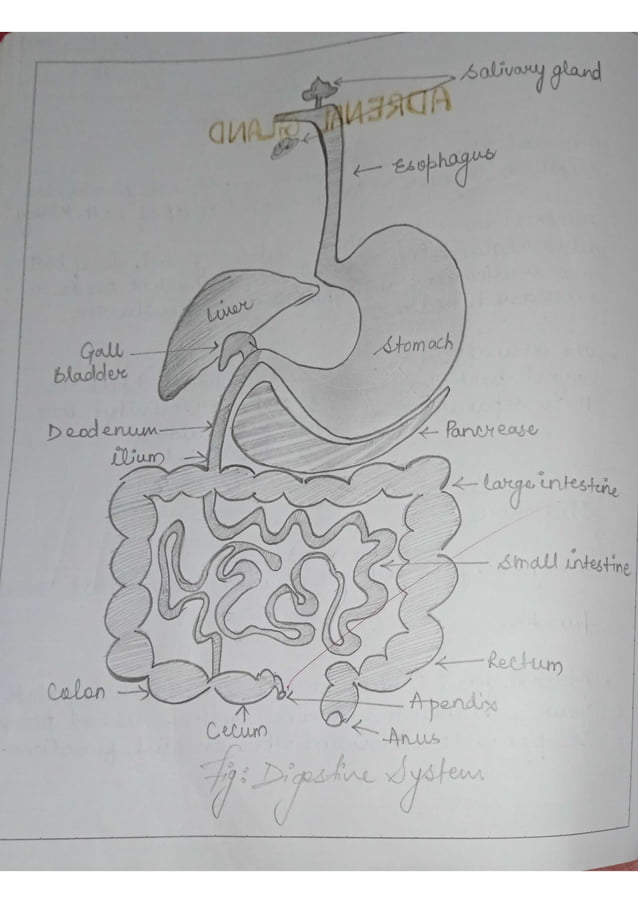 Anatomy practical copy | PDF