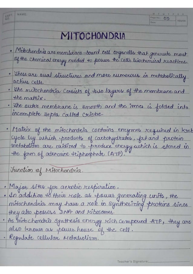 Anatomy practical copy | PDF