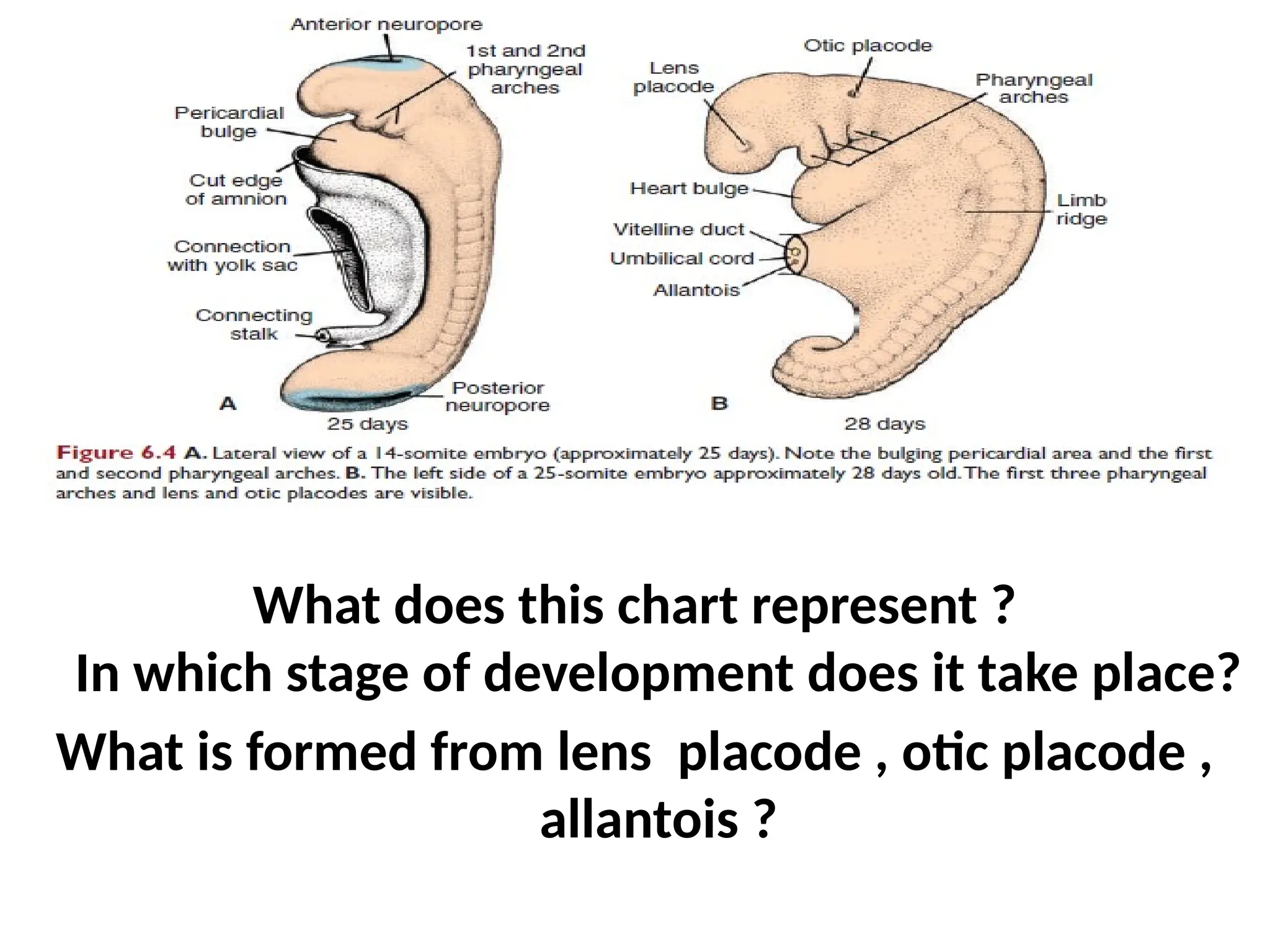 Anatomy Practical pattern and sample question1953827618.ppsx