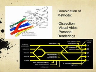 Anatomy Presentation | PPTX