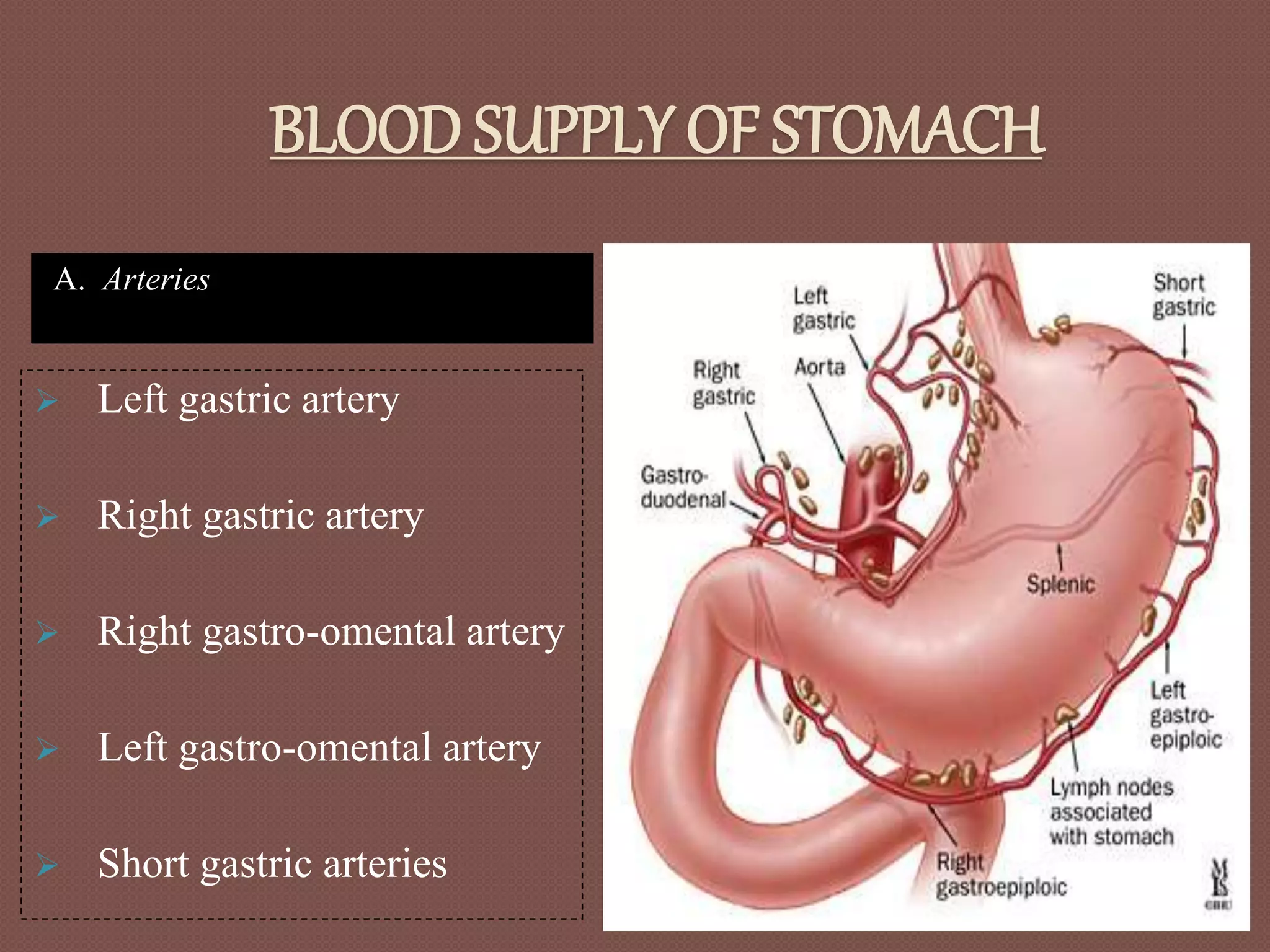 Anatomy presentation | PPTX