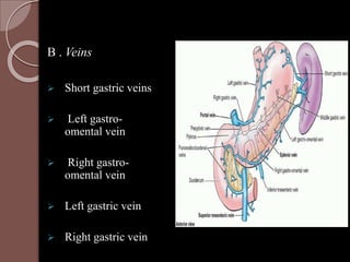 Anatomy presentation | PPTX