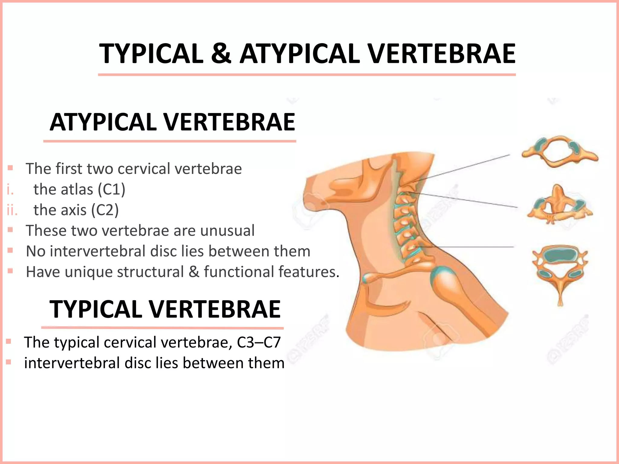 Typical Vertebrae And Atypical Vertebrae