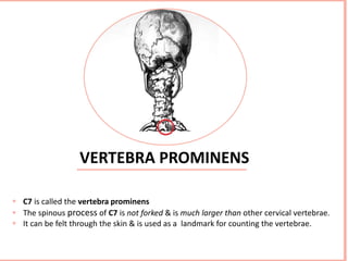 Cervical Vertebrae & cervical spondylosis | PPTX