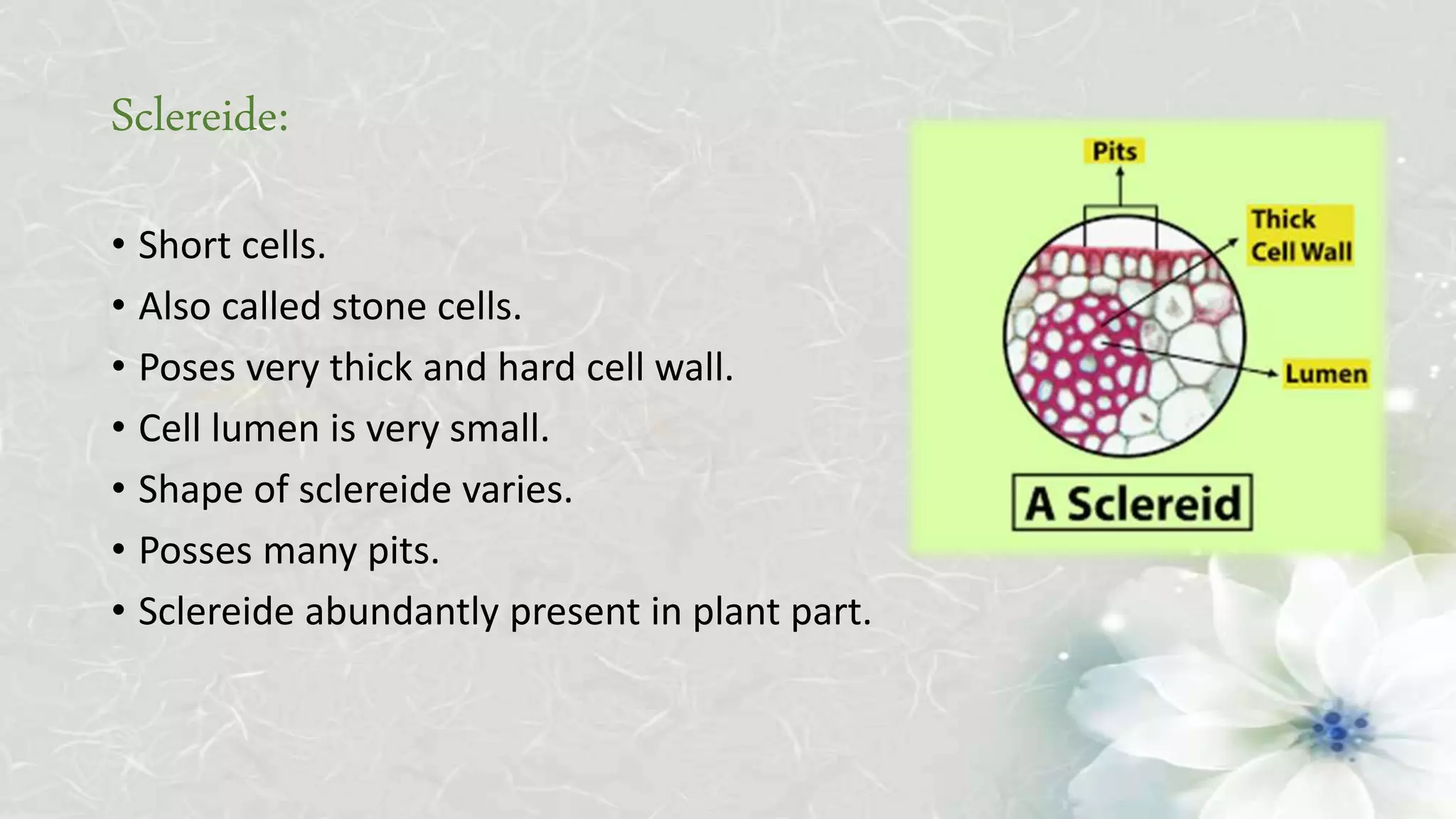 Anatomy ( simple permanent tissue inside the plant ) | PPTX