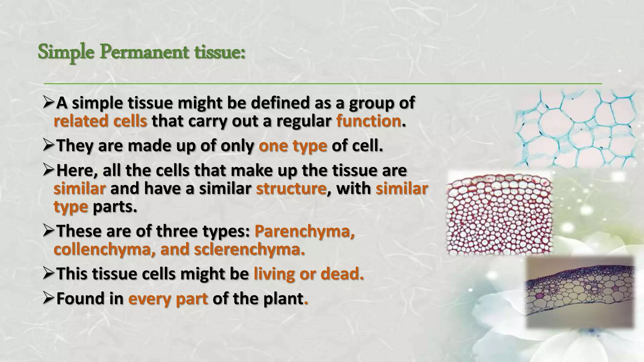 Anatomy ( simple permanent tissue inside the plant ) | PPTX