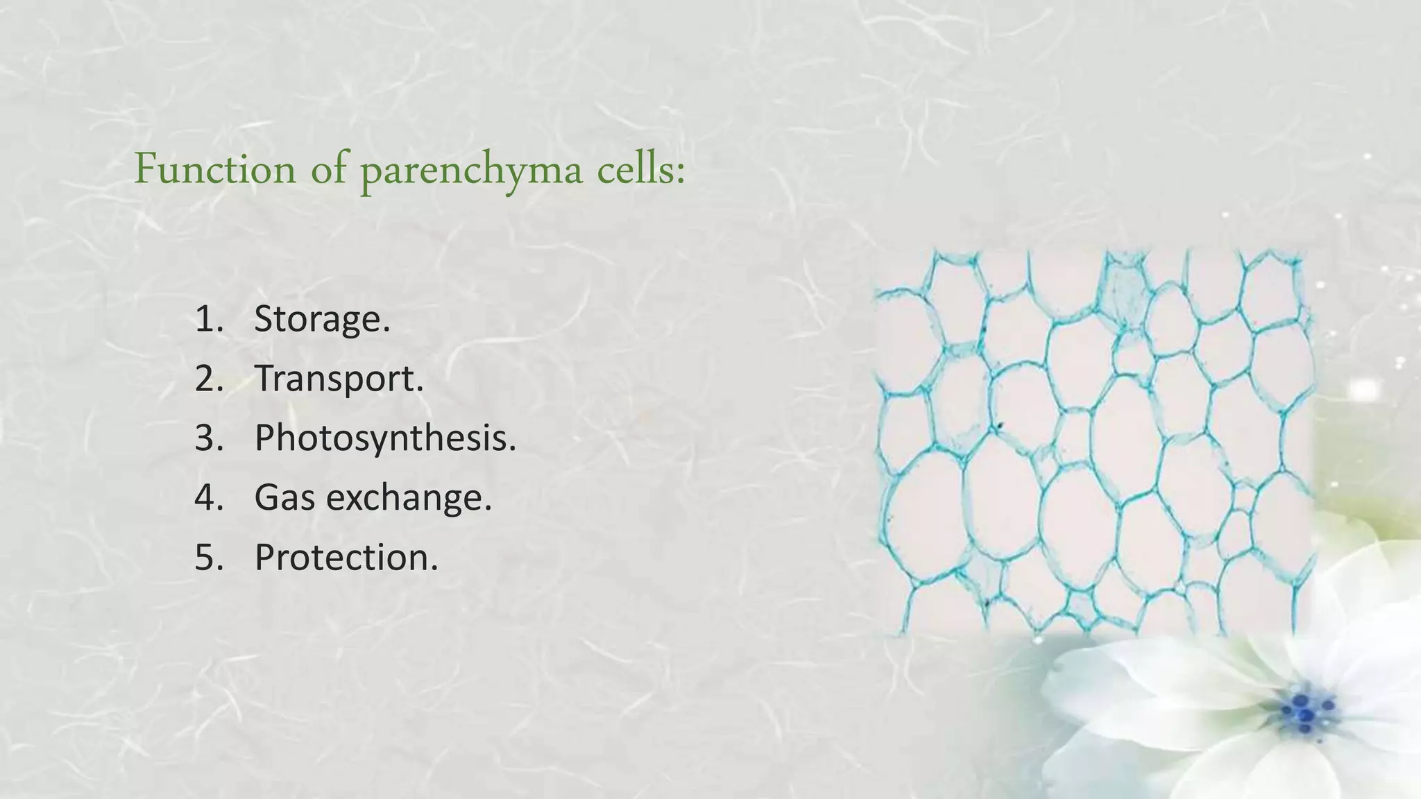 Anatomy ( simple permanent tissue inside the plant ) | PPTX