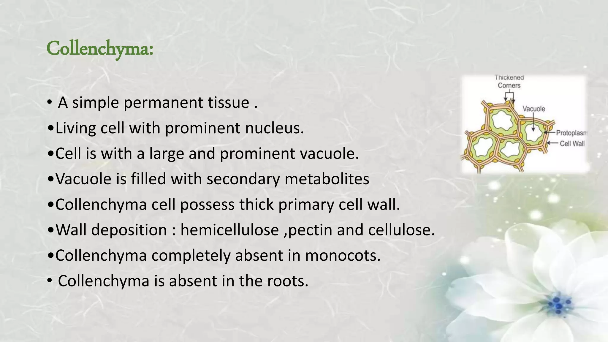 Anatomy ( simple permanent tissue inside the plant ) | PPTX