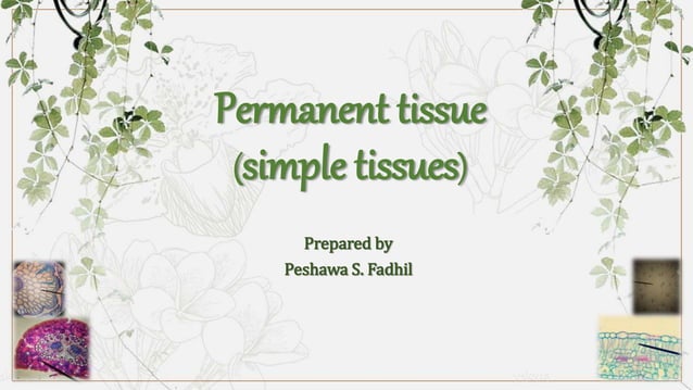 Anatomy ( simple permanent tissue inside the plant ) | PPT