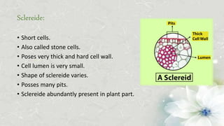Anatomy ( simple permanent tissue inside the plant ) | PPTX ...