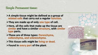 Anatomy ( simple permanent tissue inside the plant ) | PPTX ...