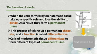 Anatomy ( simple permanent tissue inside the plant ) | PPT