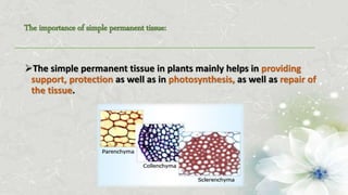 Anatomy ( simple permanent tissue inside the plant ) | PPTX ...