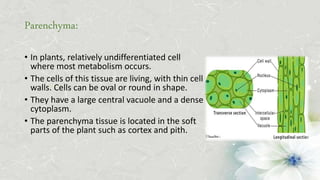 Anatomy ( simple permanent tissue inside the plant ) | PPTX ...