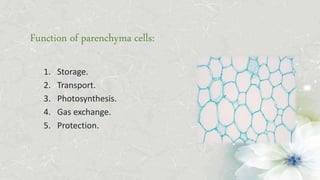 Anatomy ( simple permanent tissue inside the plant ) | PPTX | Biological Sciences | Science