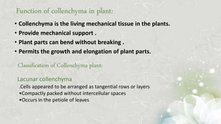Anatomy ( simple permanent tissue inside the plant ) | PPTX ...