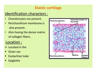 Anatomy presentation.pptx
