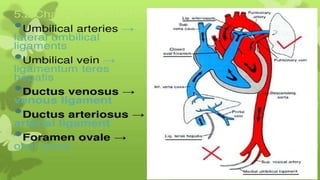 Fetal Circulation, pathway, shunts and remnants | PPT