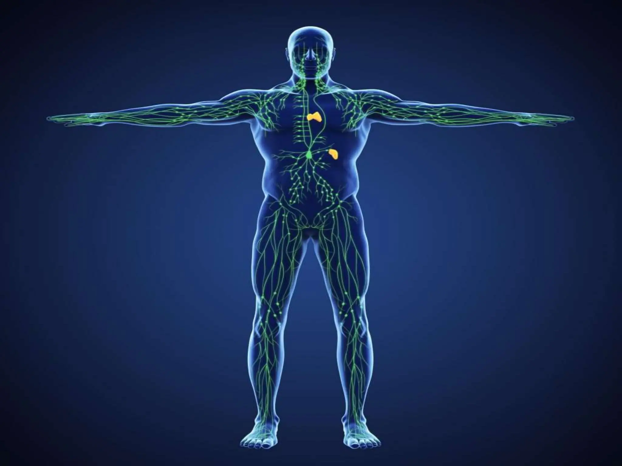 ANATOMY PRESENTATION ON THE LYMPHATIC SYSTEM.pptx