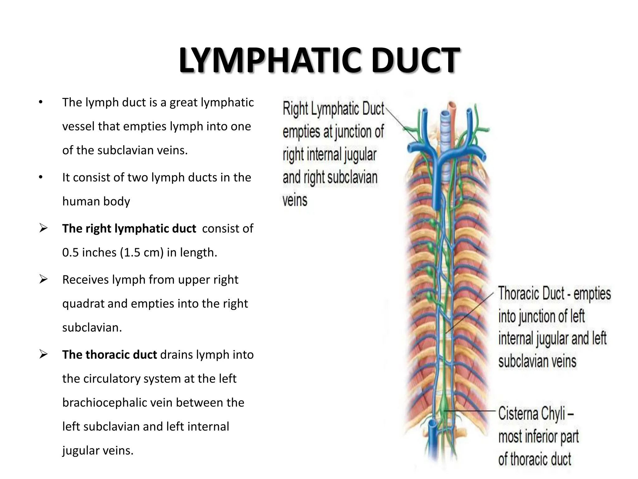 ANATOMY PRESENTATION ON THE LYMPHATIC SYSTEM.pptx