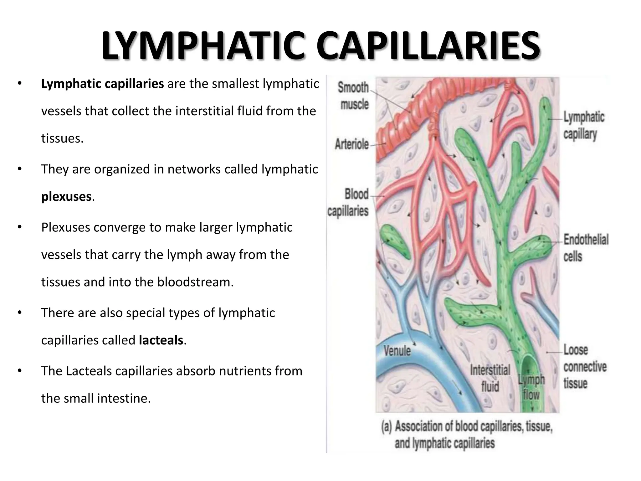 ANATOMY PRESENTATION ON THE LYMPHATIC SYSTEM.pptx