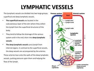 ANATOMY PRESENTATION ON THE LYMPHATIC SYSTEM.pptx