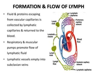 ANATOMY PRESENTATION ON THE LYMPHATIC SYSTEM.pptx