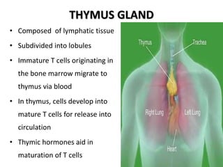 ANATOMY PRESENTATION ON THE LYMPHATIC SYSTEM.pptx