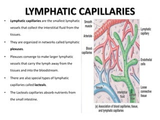 ANATOMY PRESENTATION ON THE LYMPHATIC SYSTEM.pptx