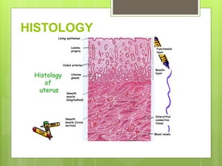 Uterus Histology Labeled Drawing