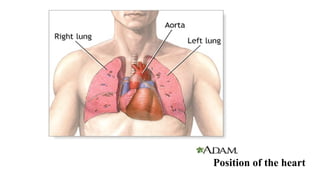anatomy presentation [Autosaved]thesis.pptx