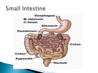 Anatomy presentation | PPT