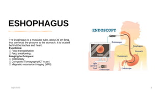 anatomy of GIT through Radiology imaging.pdf