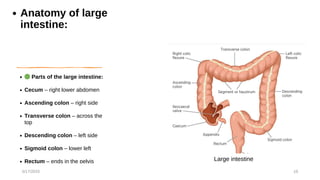 anatomy of GIT through Radiology imaging.pdf