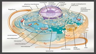 Anatomy presentation (Introduction to Cell Structure) 2 1.pptx ...