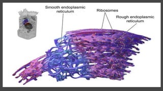 Anatomy presentation (Introduction to Cell Structure) 2 1.pptx