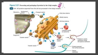 Anatomy presentation (Introduction to Cell Structure) 2 1.pptx