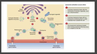 Anatomy presentation (Introduction to Cell Structure) 2 1.pptx