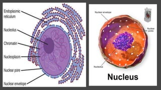 Anatomy presentation (Introduction to Cell Structure) 2 1.pptx