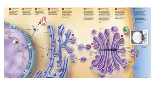 Anatomy presentation (Introduction to Cell Structure) 2 1.pptx