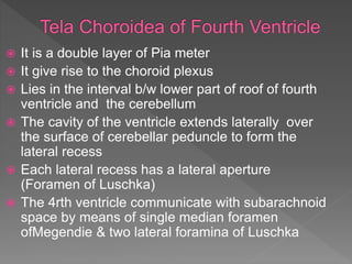 fourth Ventricle anatomy presentation | PPTX