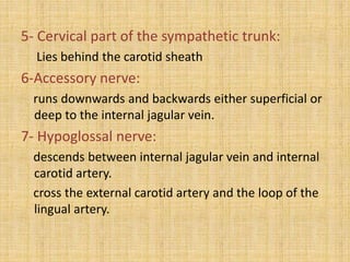 Anatomy project | PPT