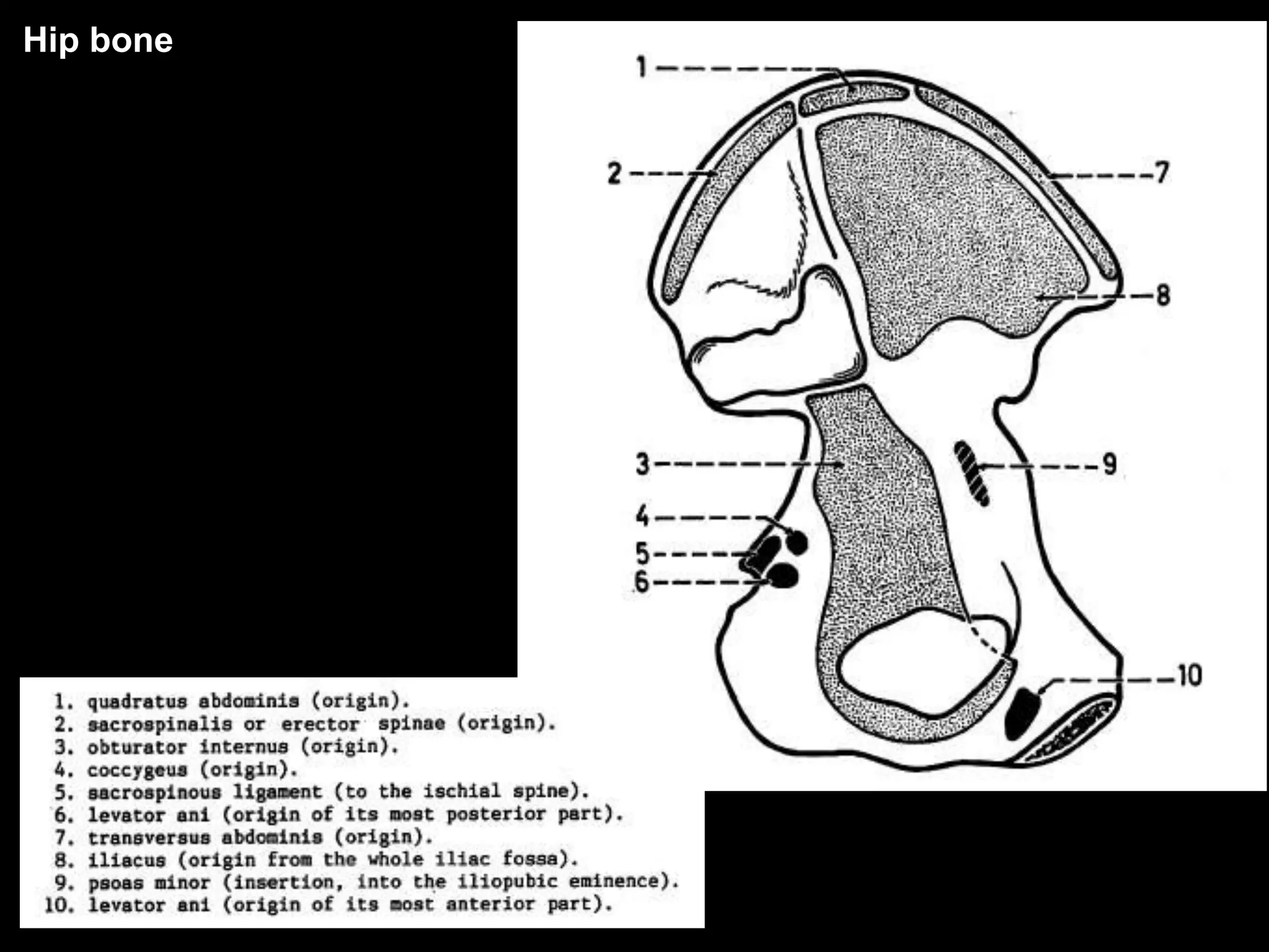 Anatomy & Radiology of pelvis | PPTX