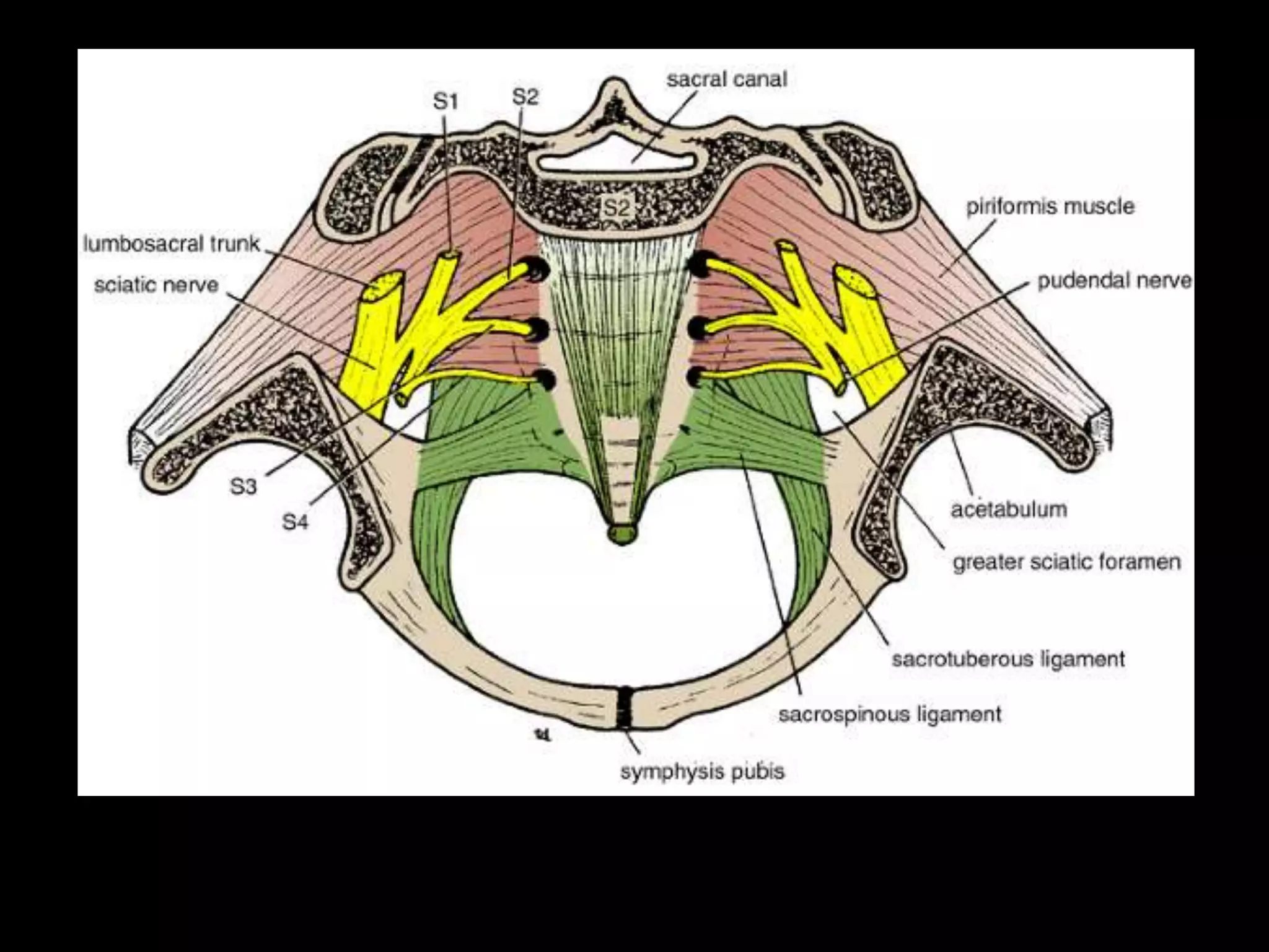 Anatomy & Radiology of pelvis | PPTX
