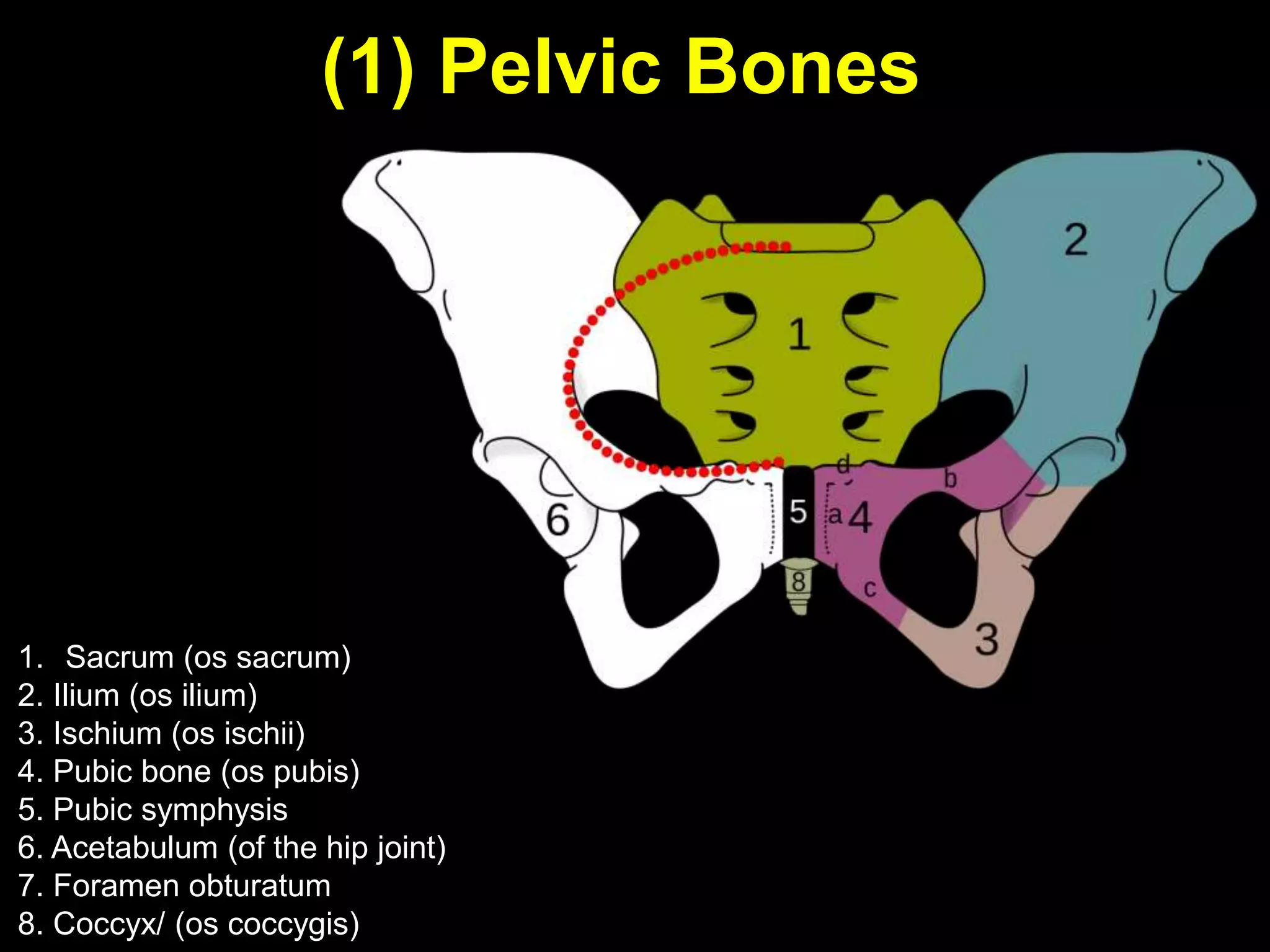 Anatomy & Radiology of pelvis | PPTX