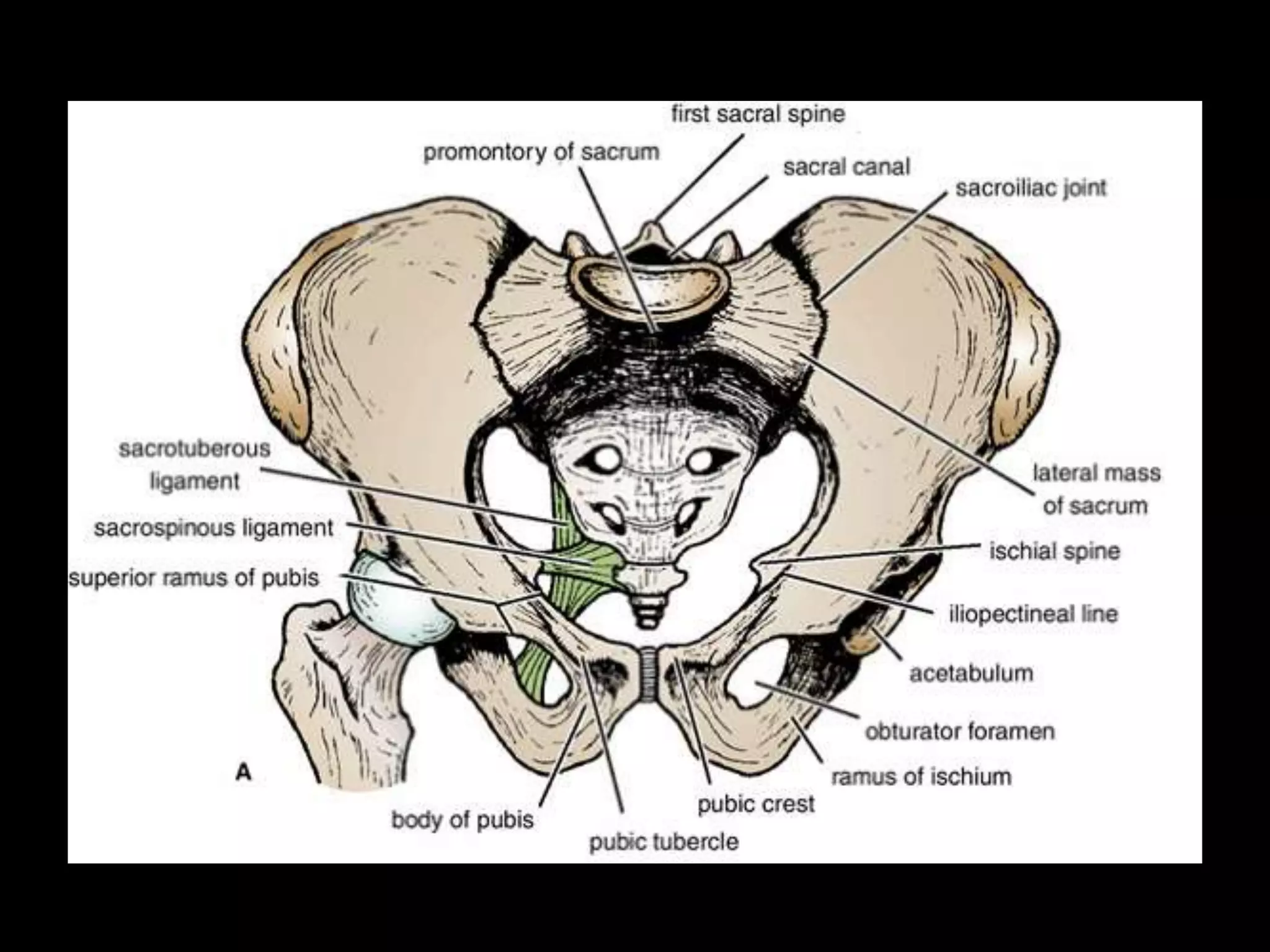 Anatomy & Radiology of pelvis | PPTX