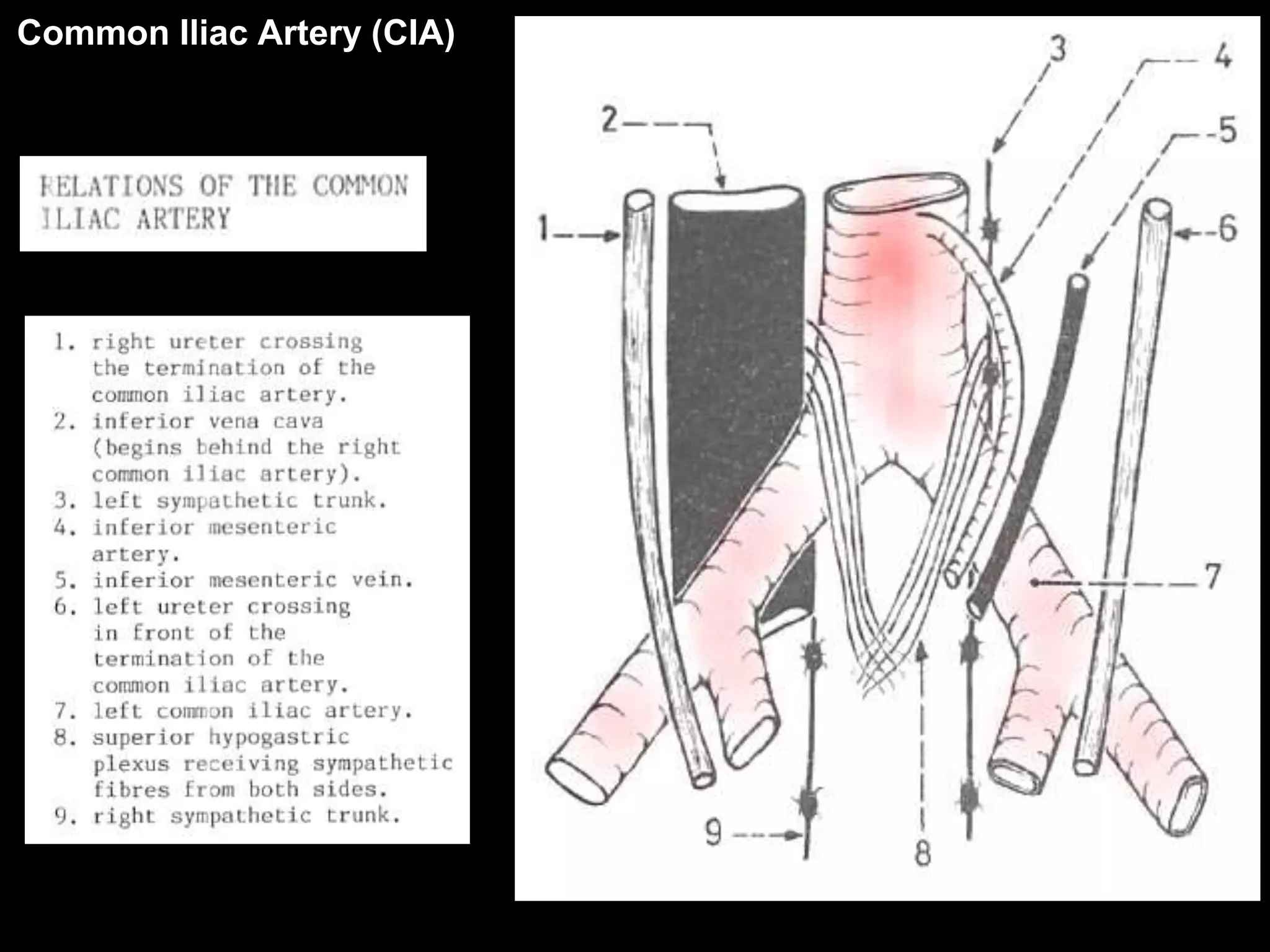 Anatomy & Radiology of pelvis | PPTX