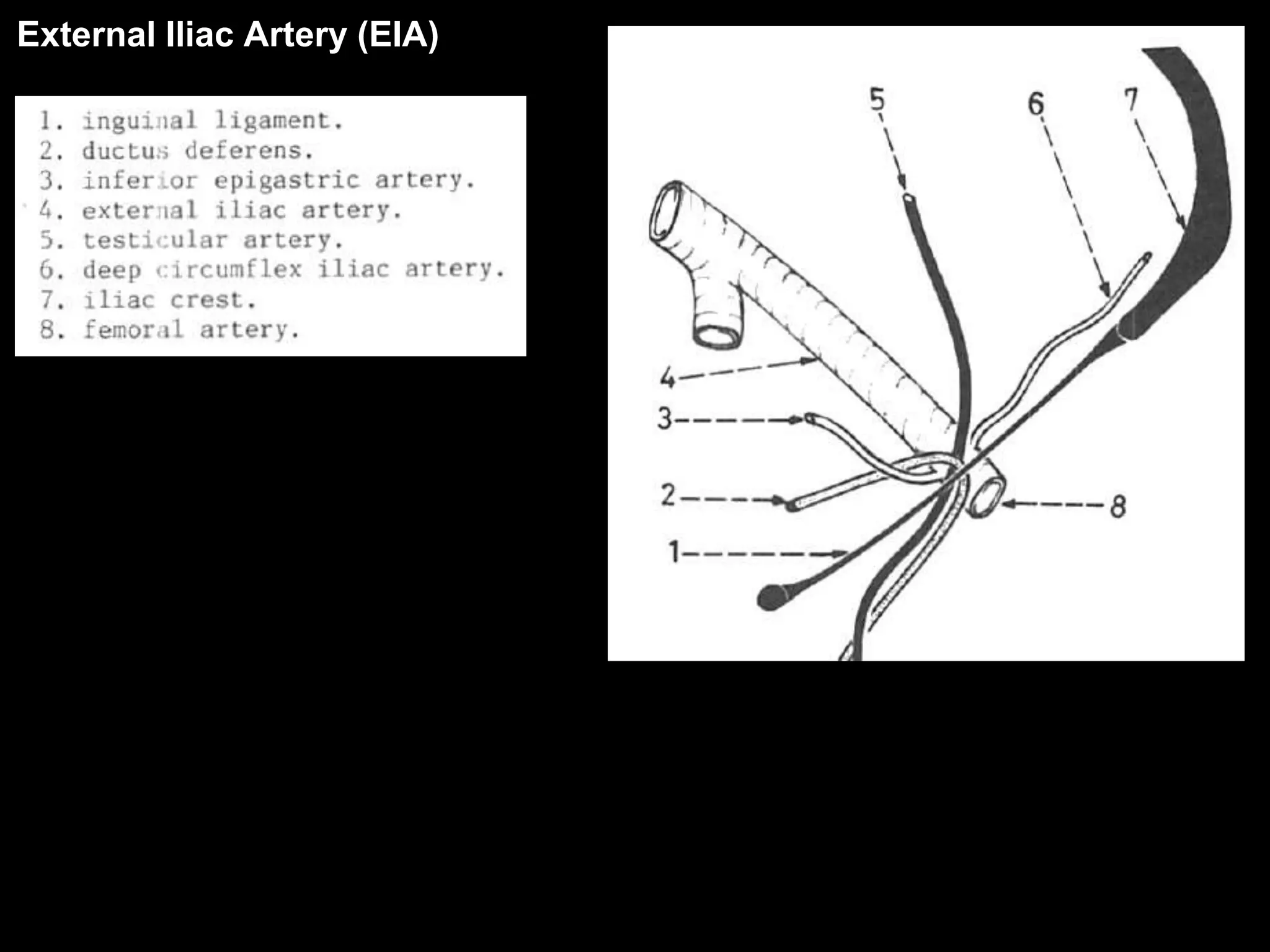 Anatomy & Radiology of pelvis | PPTX