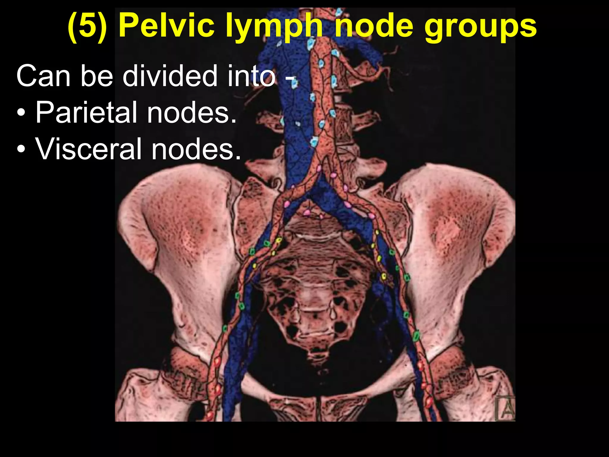 Anatomy & Radiology of pelvis | PPTX